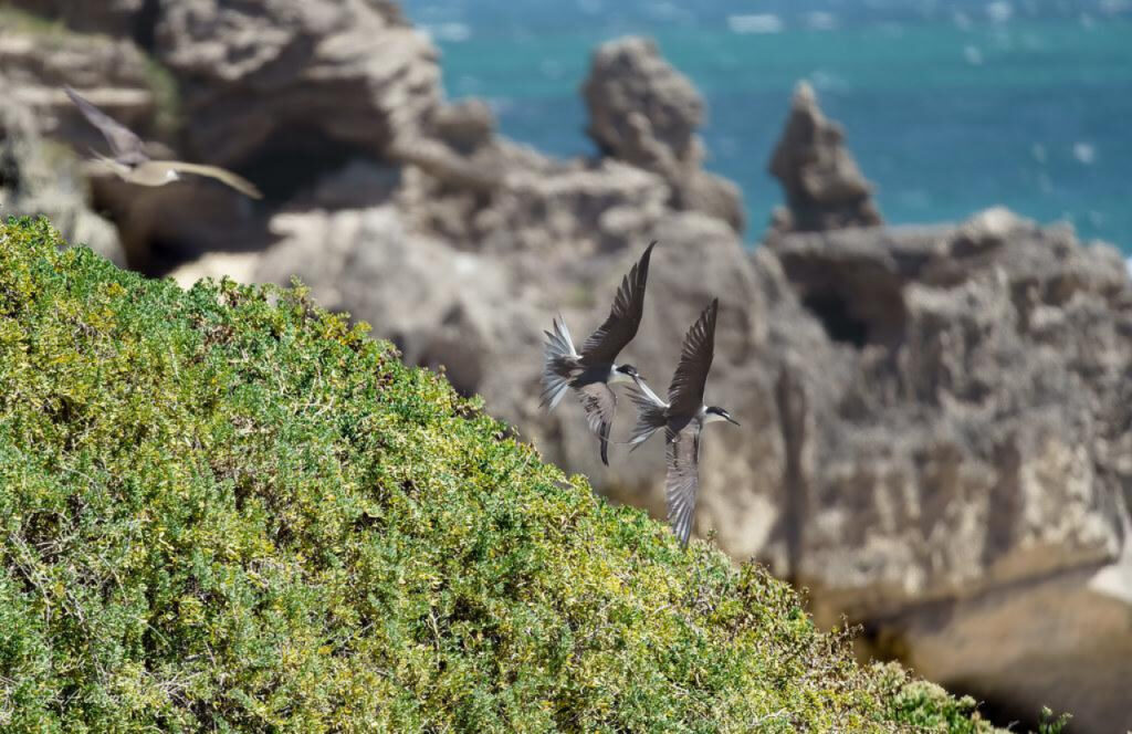 Meet the Original Top Gun Cast Members - Daniel Oren