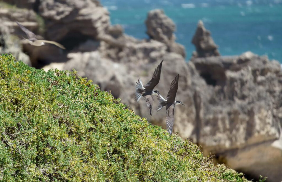 Meet the Original Top Gun Cast Members - Daniel Oren