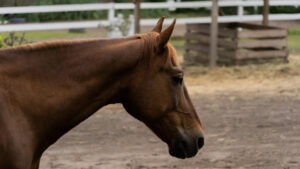 Mastering the Art of Lighting Selfies: Achieve Picture-Perfect Results ...