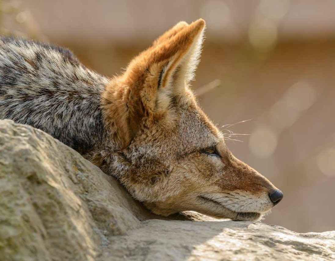 The Fox Eye Trend: What You Need to Know - Daniel Oren