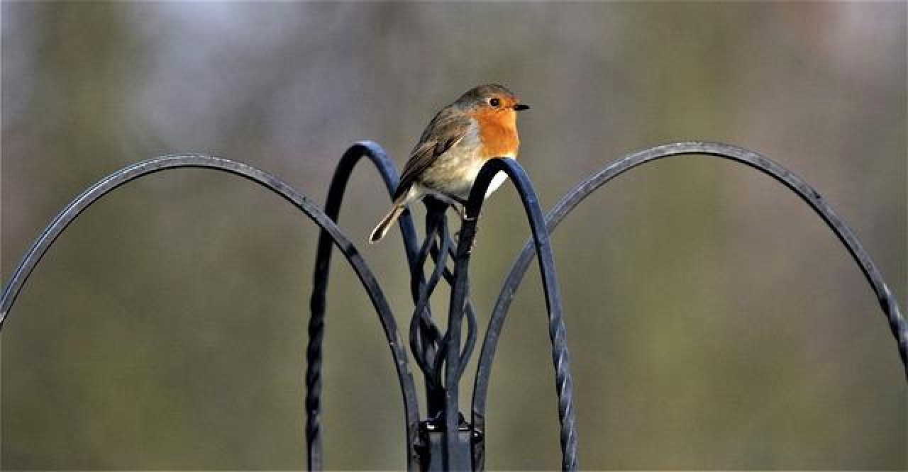 The Intriguing History of the Robin Twist - Daniel Oren