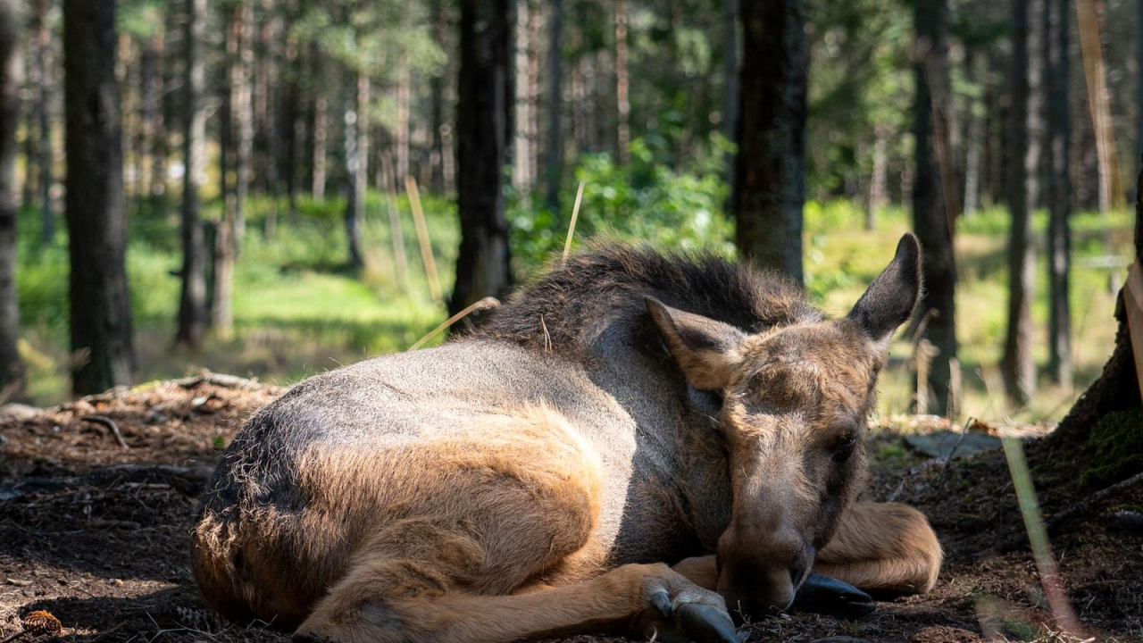 Unveiling the Mysterious Mrs. Ed Sheeran: Meet the Woman Behind the ...