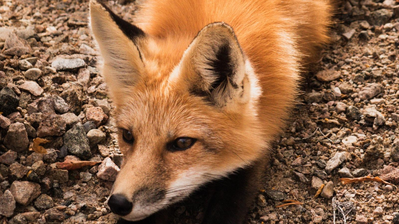 Megan Fox's Stunning Wedding Ring: A Closer Look - Daniel Oren