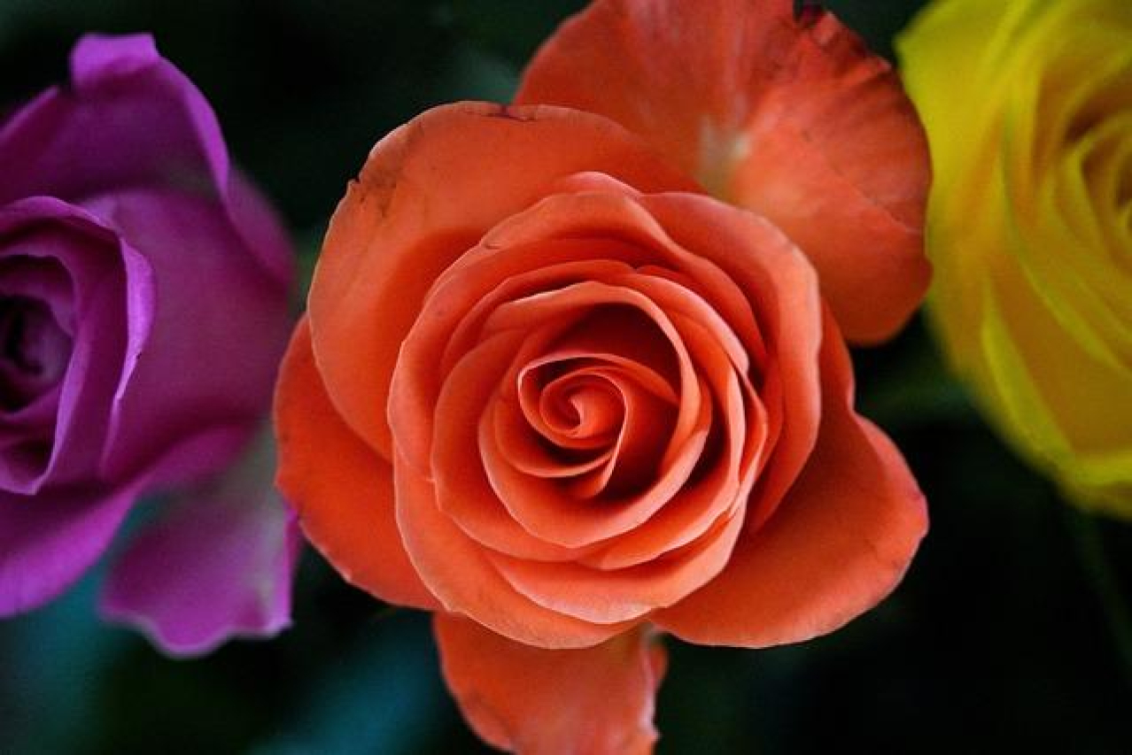 Who is Jon Stewart's Wife? Meet the Woman Behind the Comedian - Daniel Oren