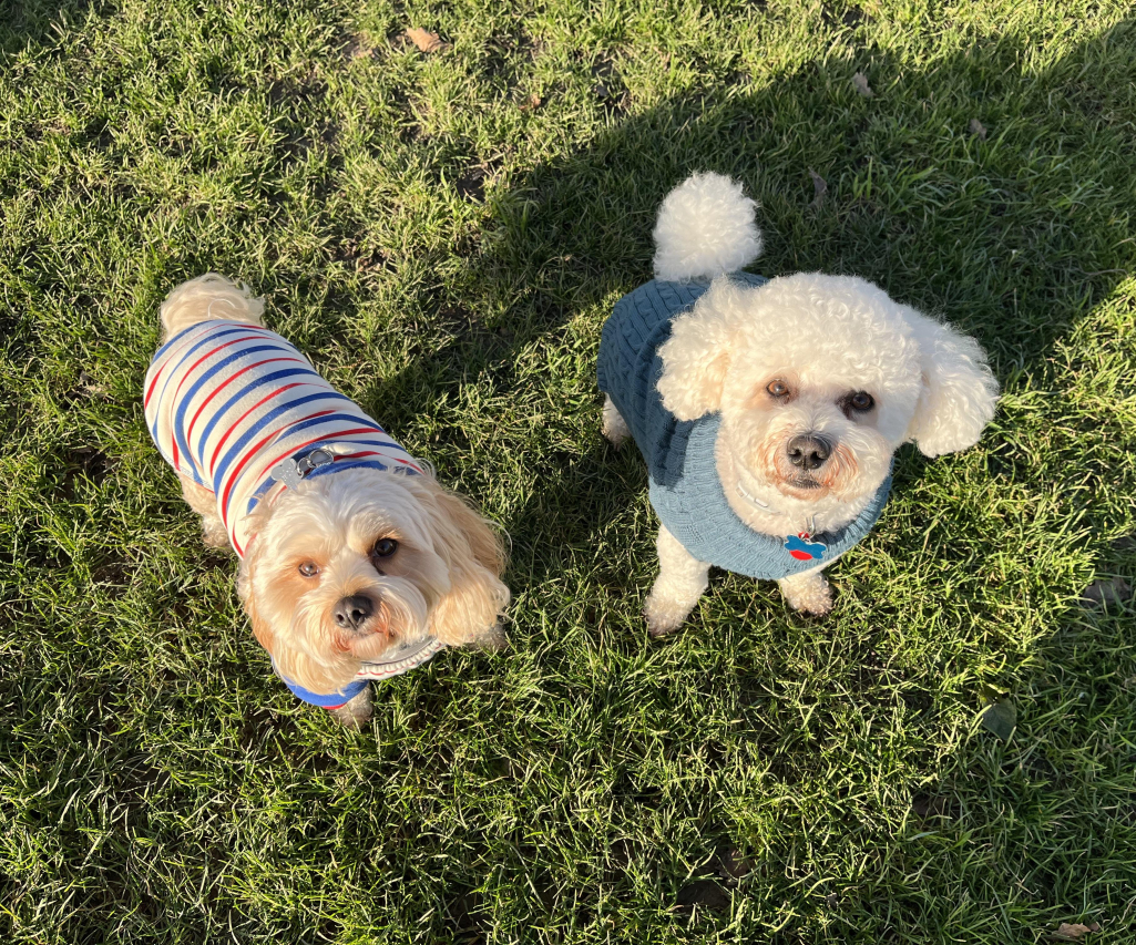 7 Unique Ideas for an Archie Birthday Celebration - Daniel Oren